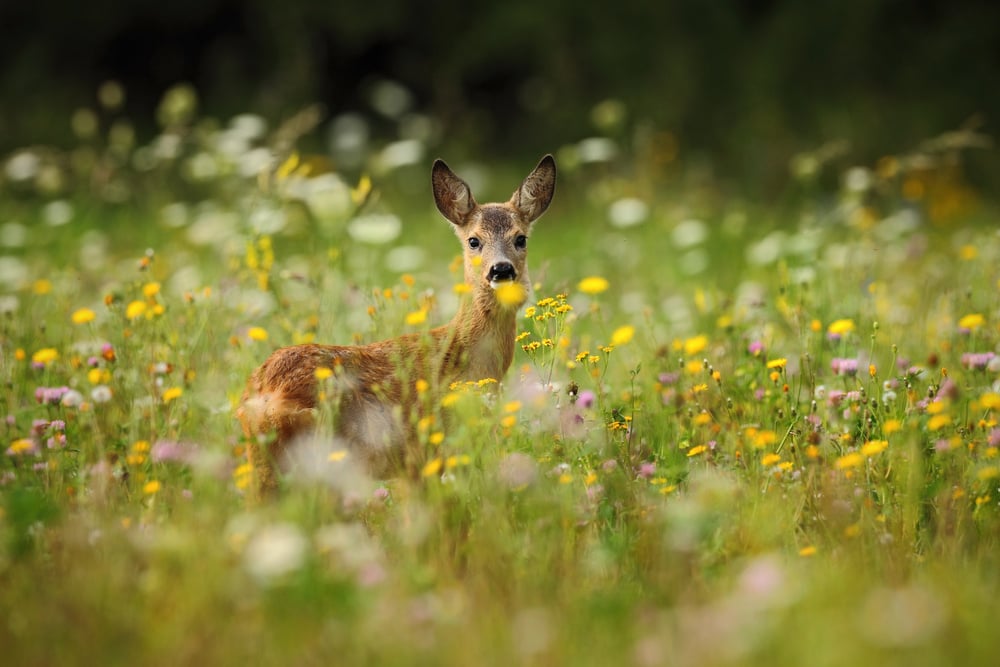 Three Types of Animal Restraint Techniques | Mixlab