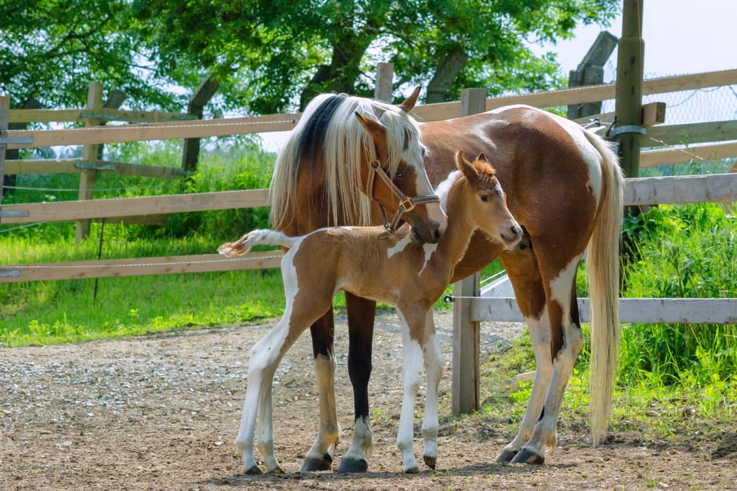 When Is A Mare Too Old To Breed?