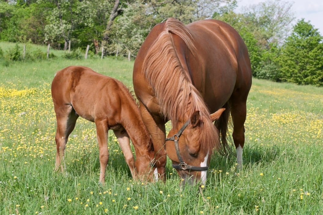 Understanding the Mare's Estrous Cycle Chart