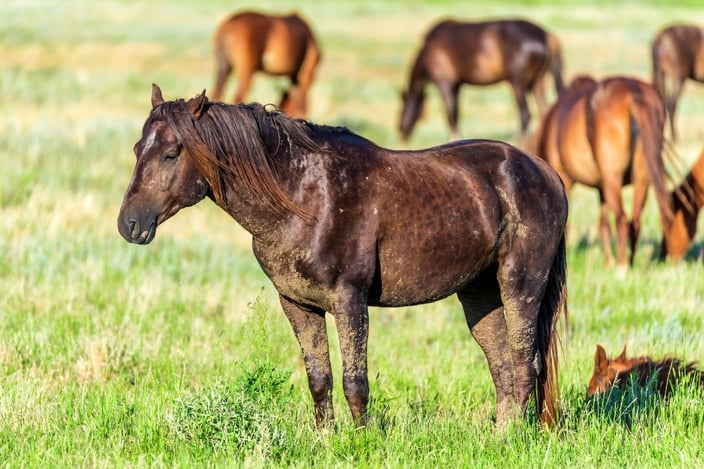 Understanding the Mare's Breeding Cycle Chart