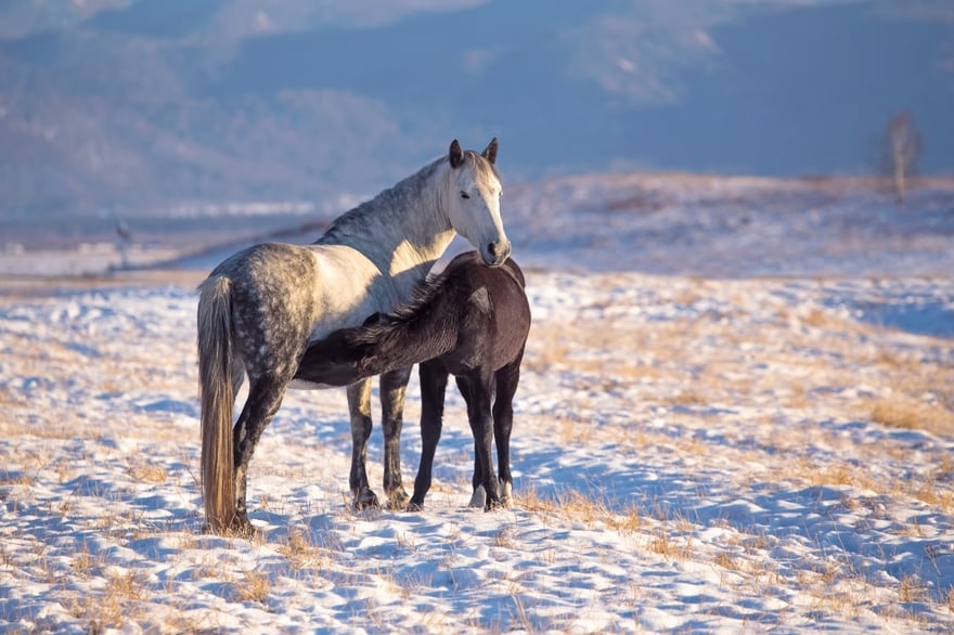 The Use of Hormones in Regulating Mares