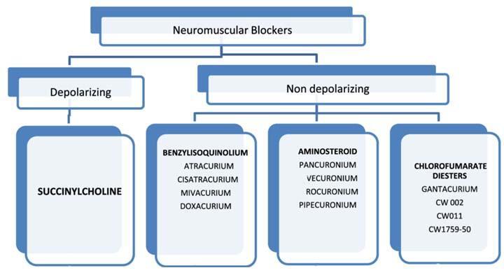 Chemical Immobilization Pharmacology: Neuromuscular Blocking Drugs