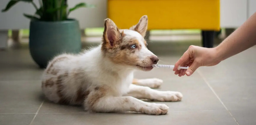 Three Types of Animal Restraint Techniques | Mixlab