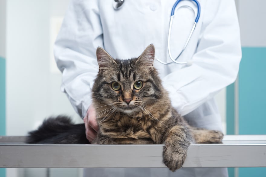 Feline Infectious Peritonitis FAQs: Treatments, Signs, & More