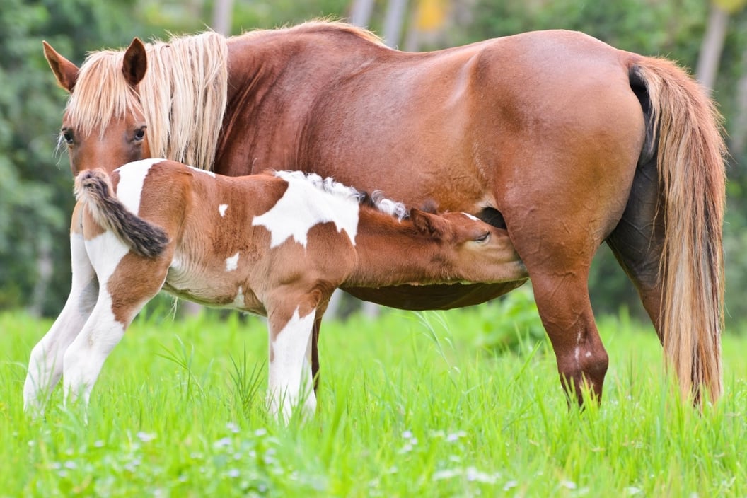 What is the Best Age to Breed a Mare?